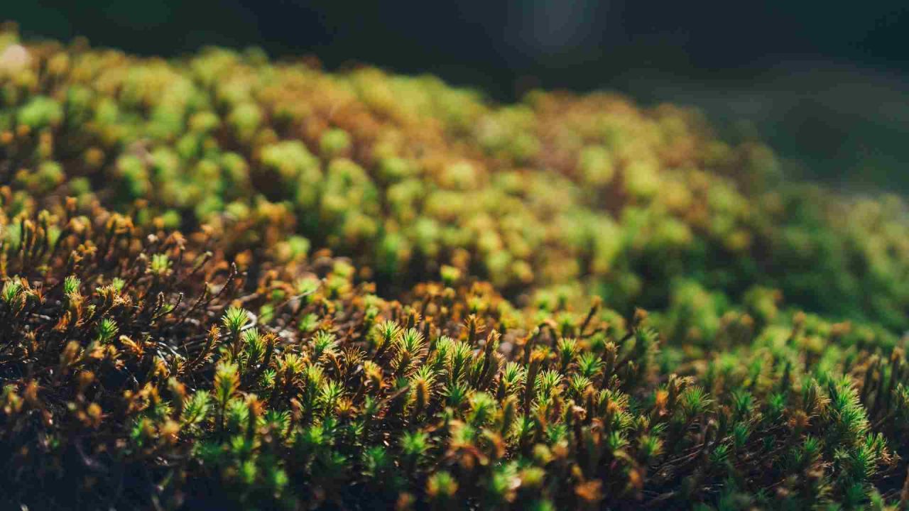 Ecclectic electricity: Algae-powered lights - Bambu Batu