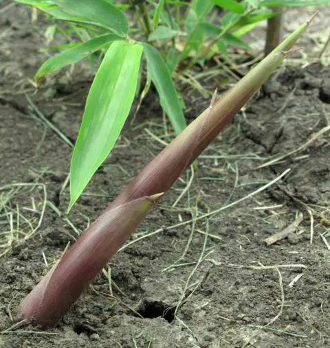 Bamboo anatomy: 9 Parts of the bamboo plant - Bambu Batu