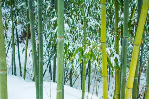 Growing Bamboo in Canada - Bambu Batu