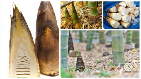 Bamboo Shoots: Edible, sustainable and nutritious - Bambu Batu