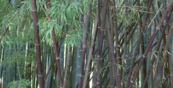 10 Best Bamboo Varieties for Your Garden - Bambu Batu