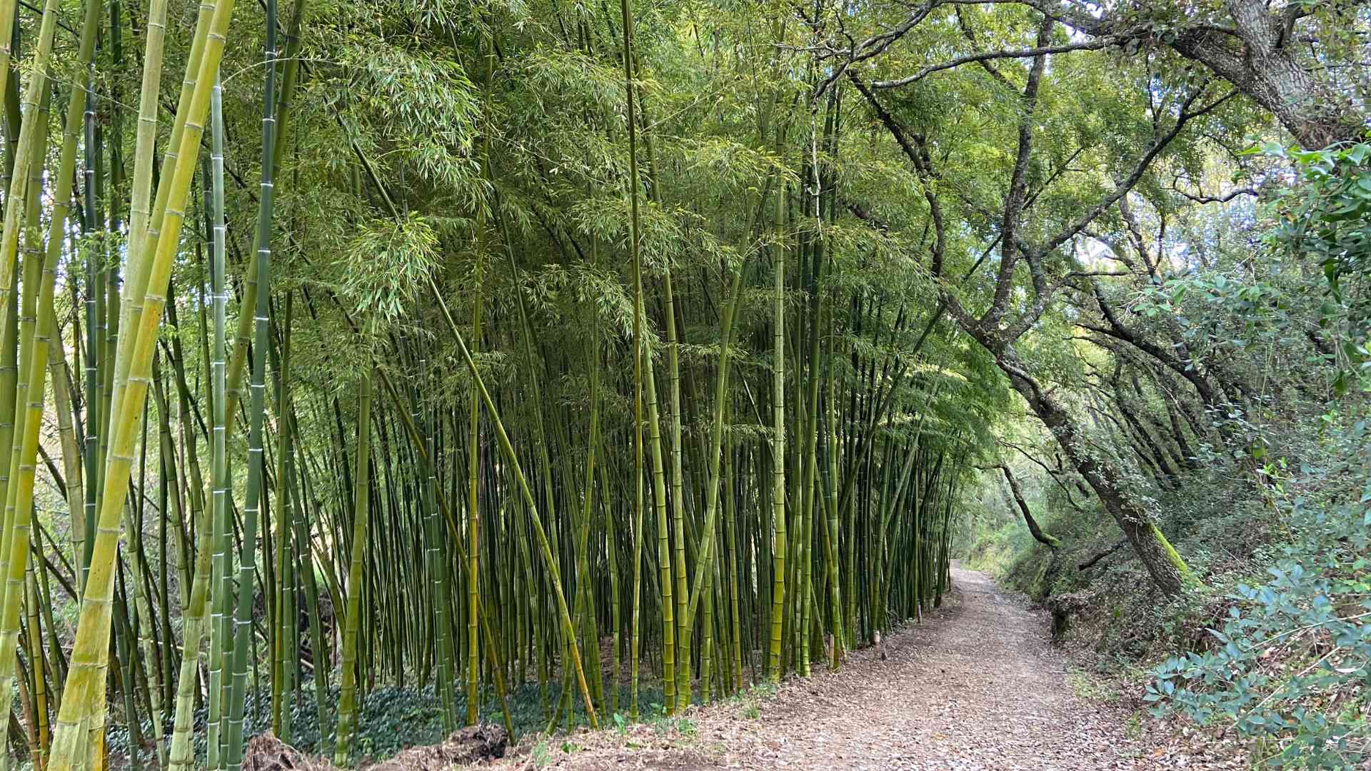 21 of the World's Best Bamboo Gardens - Bambu Batu