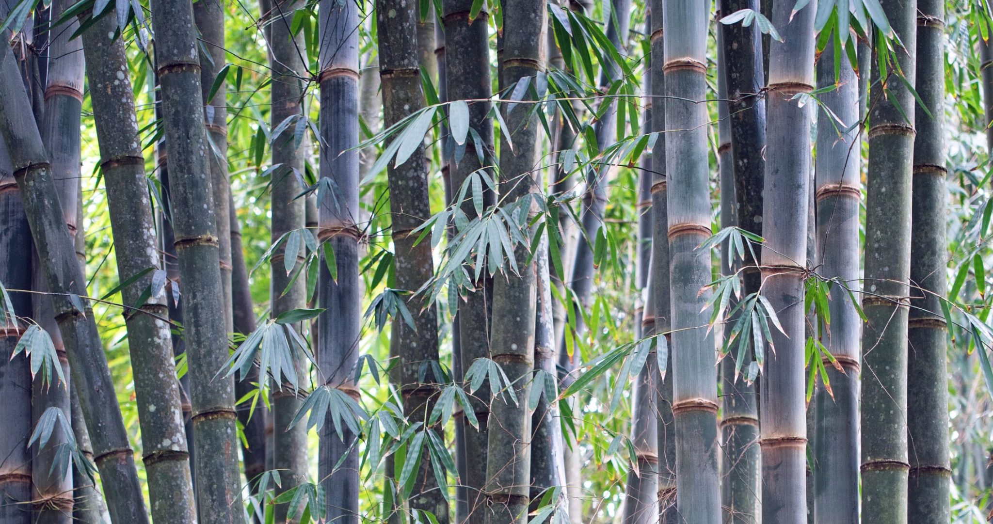 12 Common Questions about Bamboo: Ask the experts - Bambu Batu