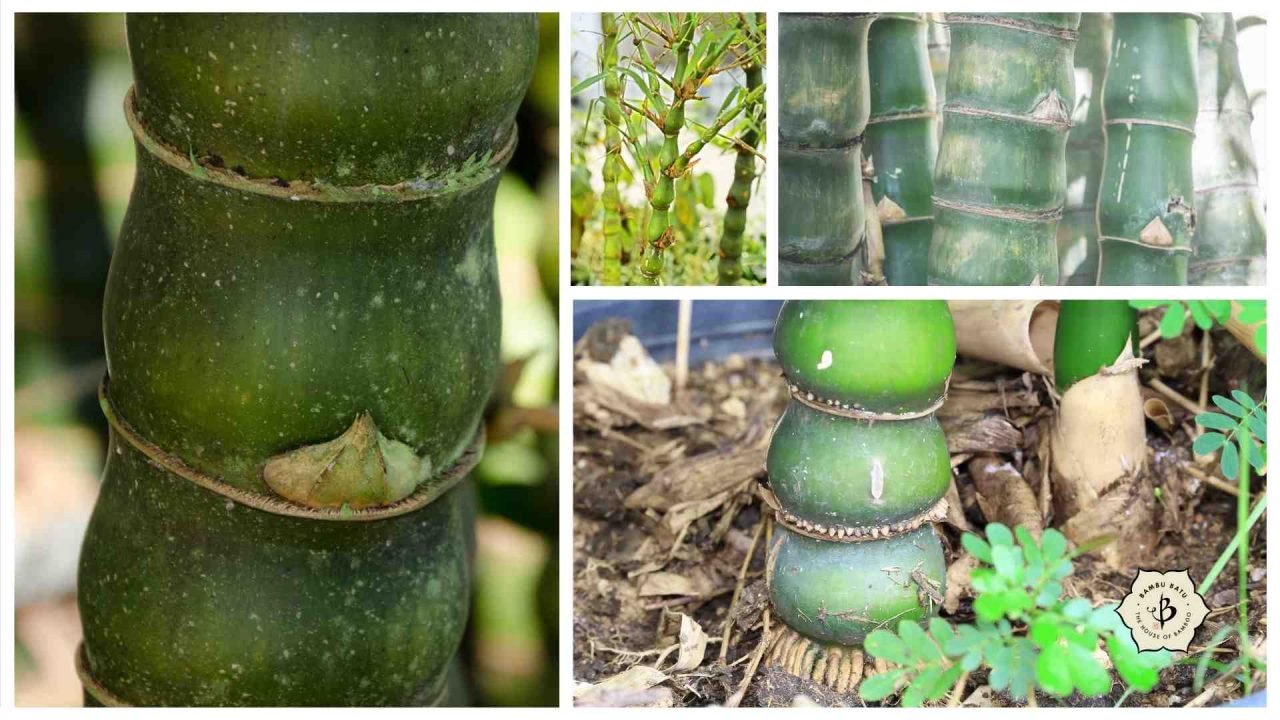 Buddha belly bamboo collage - Bambu Batu