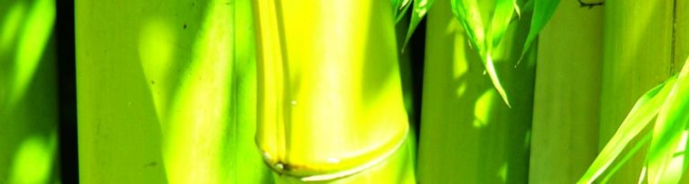 Bamboo anatomy: 9 Parts of the bamboo plant - Bambu Batu