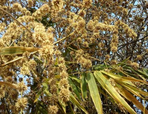 Bamboo Flowering: A botanical phenomenon | Bambu Batu