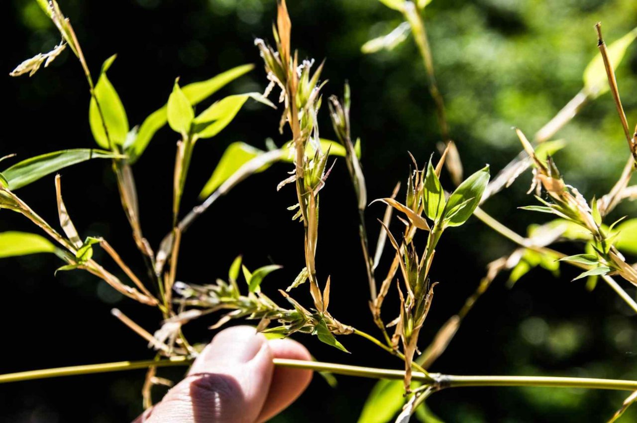Bamboo Flowering: A botanical phenomenon - Bambu Batu