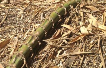 How to get rid of bamboo: Removing the menace - Bambu Batu