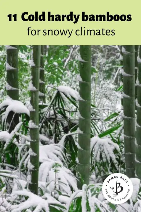 15 Cold Hardy Bamboos for Snowy Climates - Bambu Batu