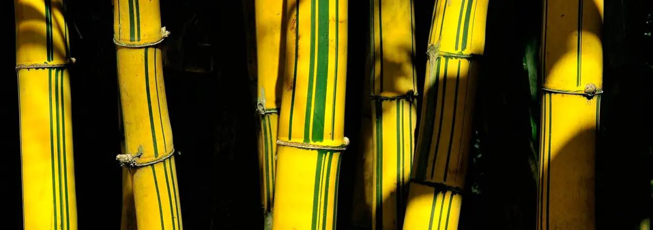 Bamboo with Stripes: Variegated varieties - Bambu Batu