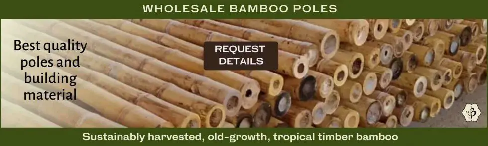 The Best Varieties of Bamboo for Building and Construction - Bambu Batu
