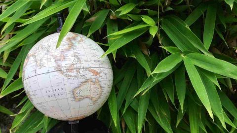 Bamboo Nurseries of America - Bambu Batu