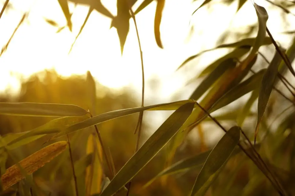 Bamboo in Chinese Medicine - Bambu Batu