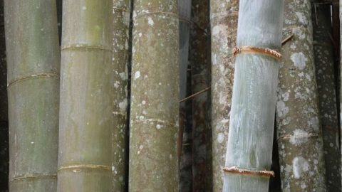 Bamboo Pests: Identification and eradication - Bambu Batu