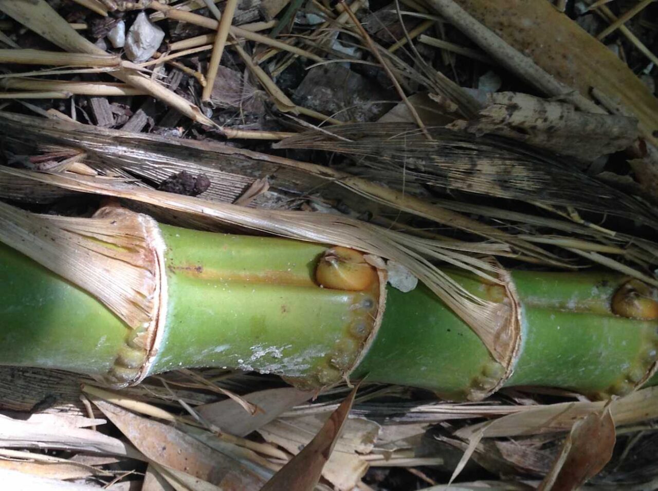 The most invasive varieties of bamboo - Bambu Batu