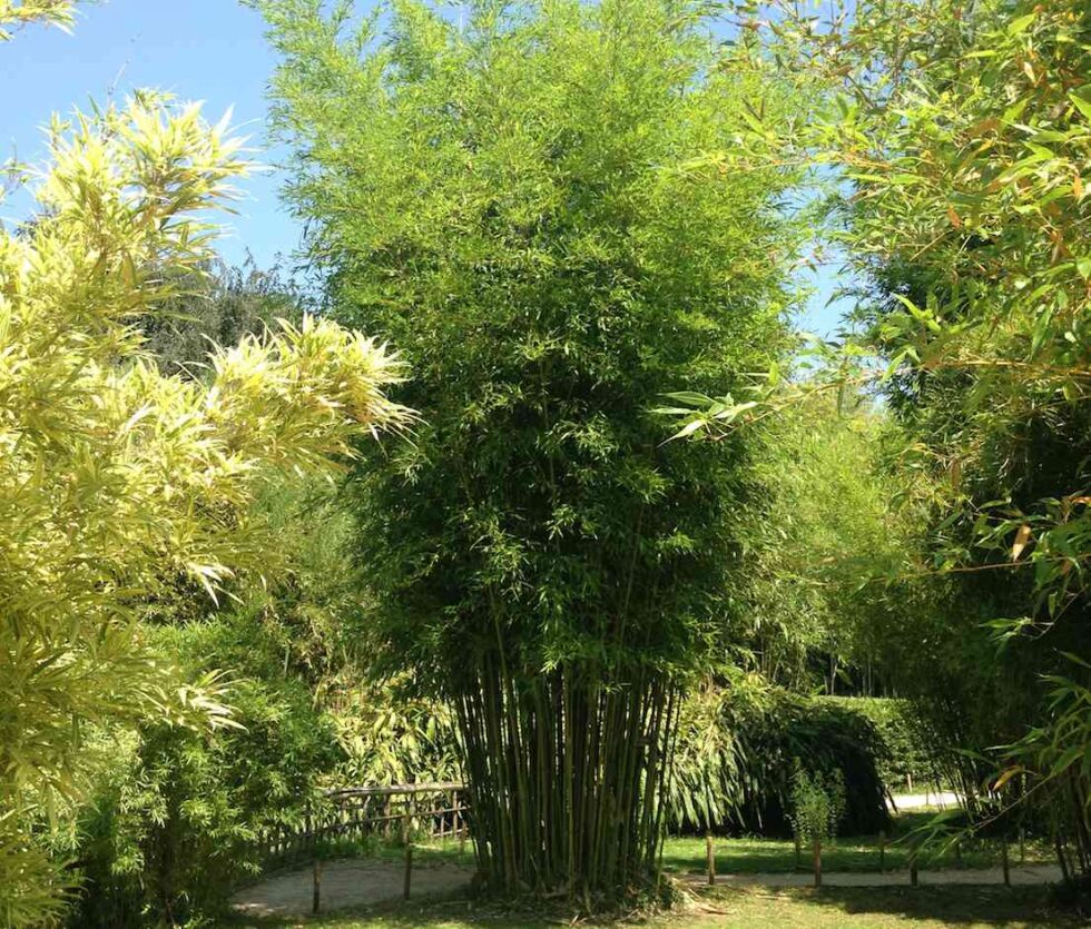 Running vs Clumping Bamboo: Pros, Cons & Differences - Bambu Batu