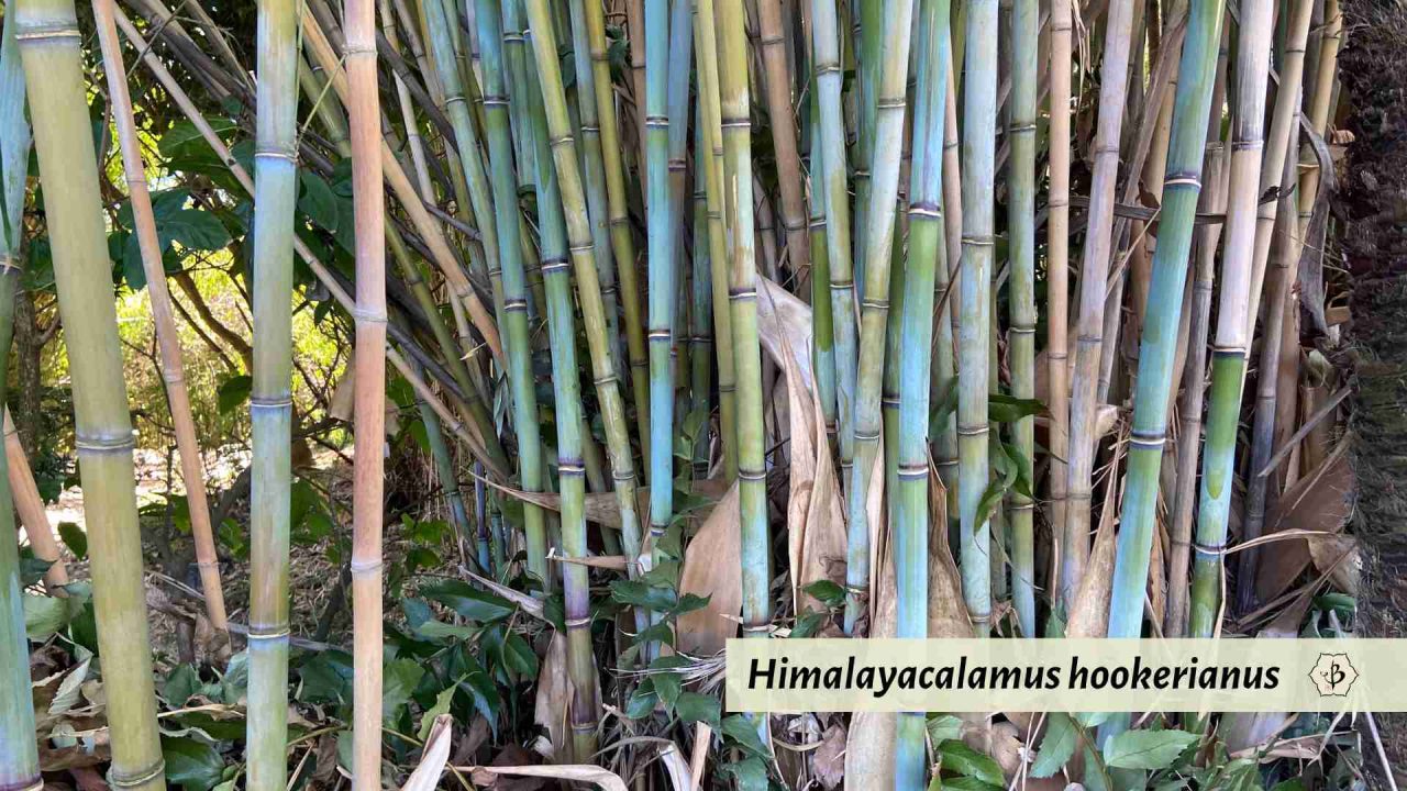 Clumping Bamboo: The Best Non-Invasive Bamboo Species - Bambu Batu