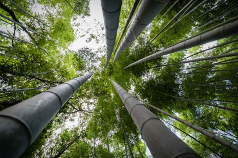 Timber Bamboo: The greatest of grasses - Bambu Batu