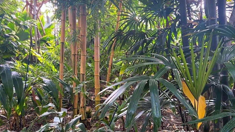 Common Bamboo: Frequent and familiar species - Bambu Batu