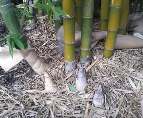 Clumping Bamboo: The Best Non-Invasive Bamboo Species - Bambu Batu