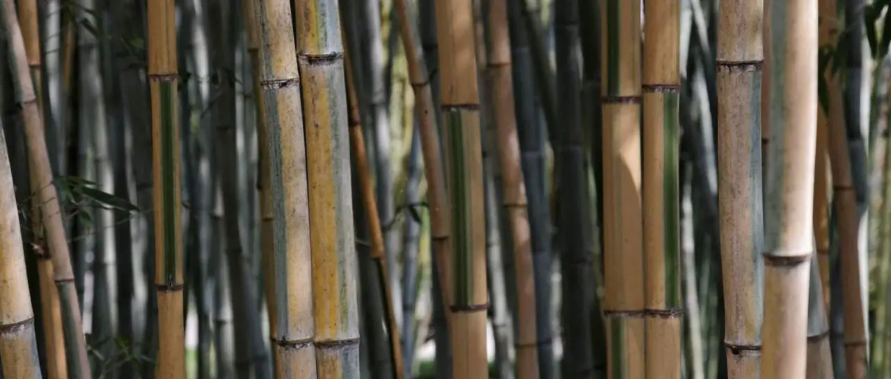 Ethical Ethanol: Fueling the future with bamboo alcohol - Bambu Batu