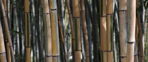 Ethical Ethanol: Fueling the future with bamboo alcohol - Bambu Batu