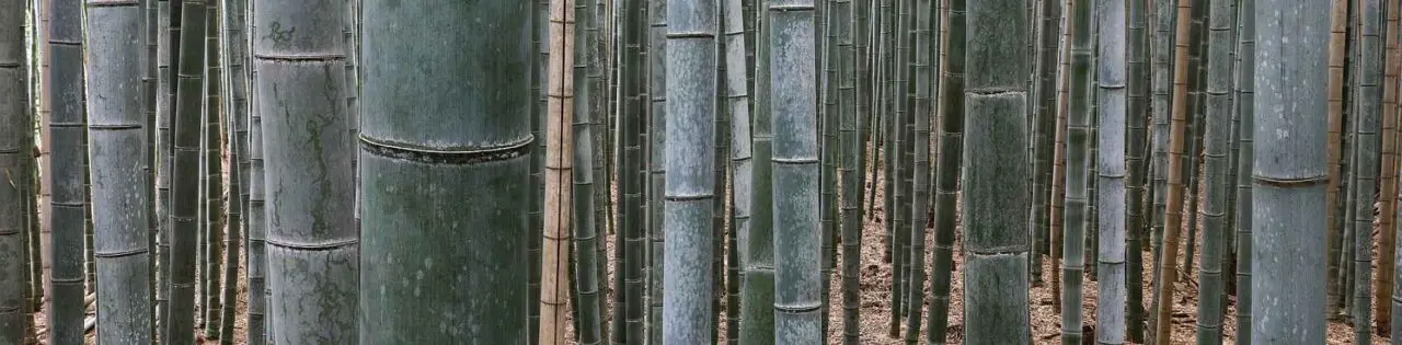 Introducing Bamboo: Genus by genus - Bambu Batu
