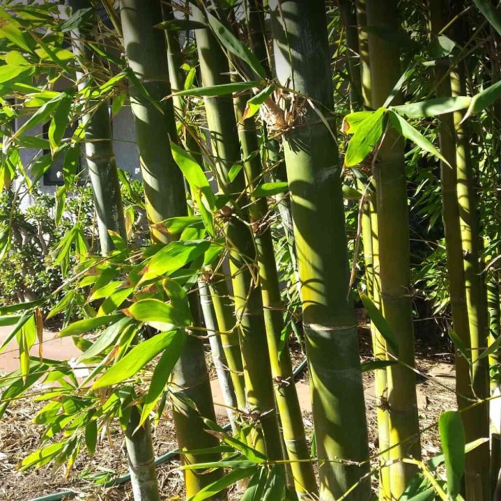 Timber Bamboo: The greatest of grasses - Bambu Batu