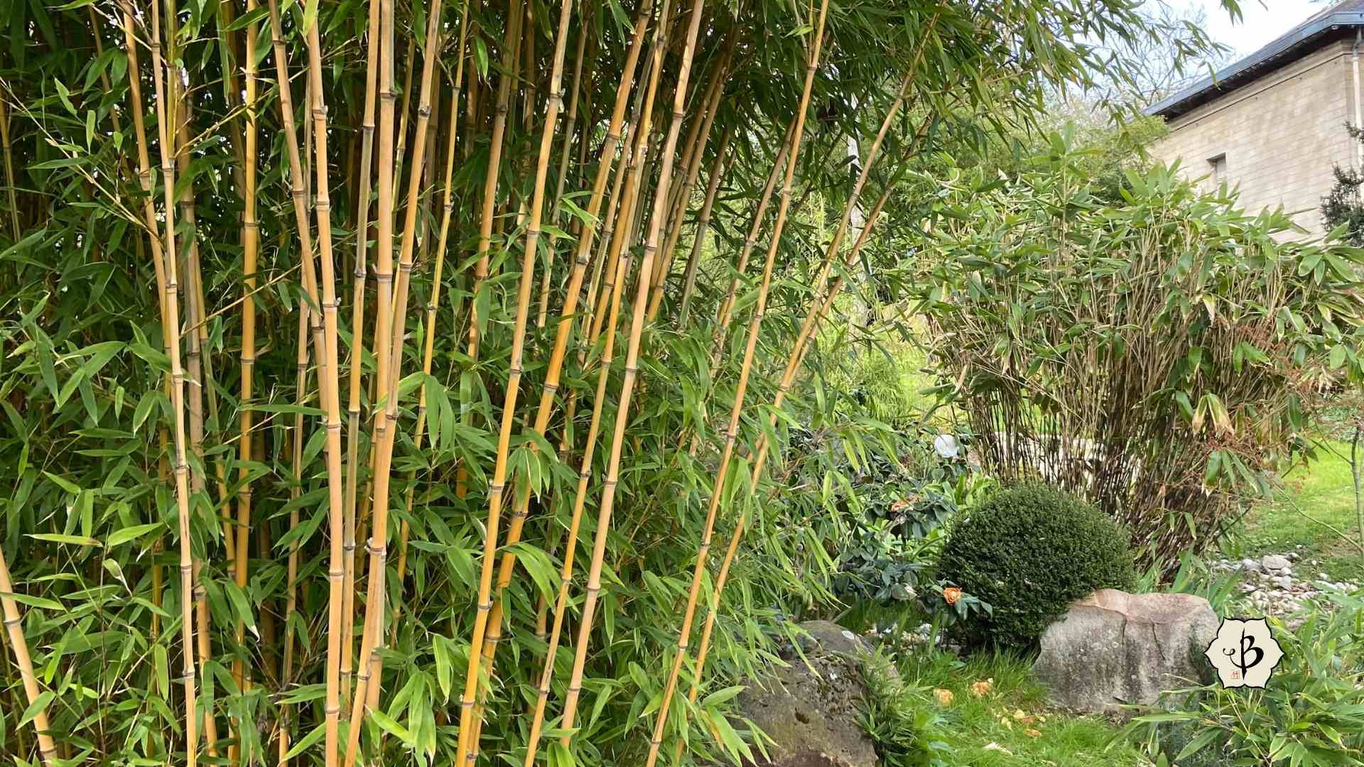 Growing Bamboo: A complete how-to guide - Bambu Batu