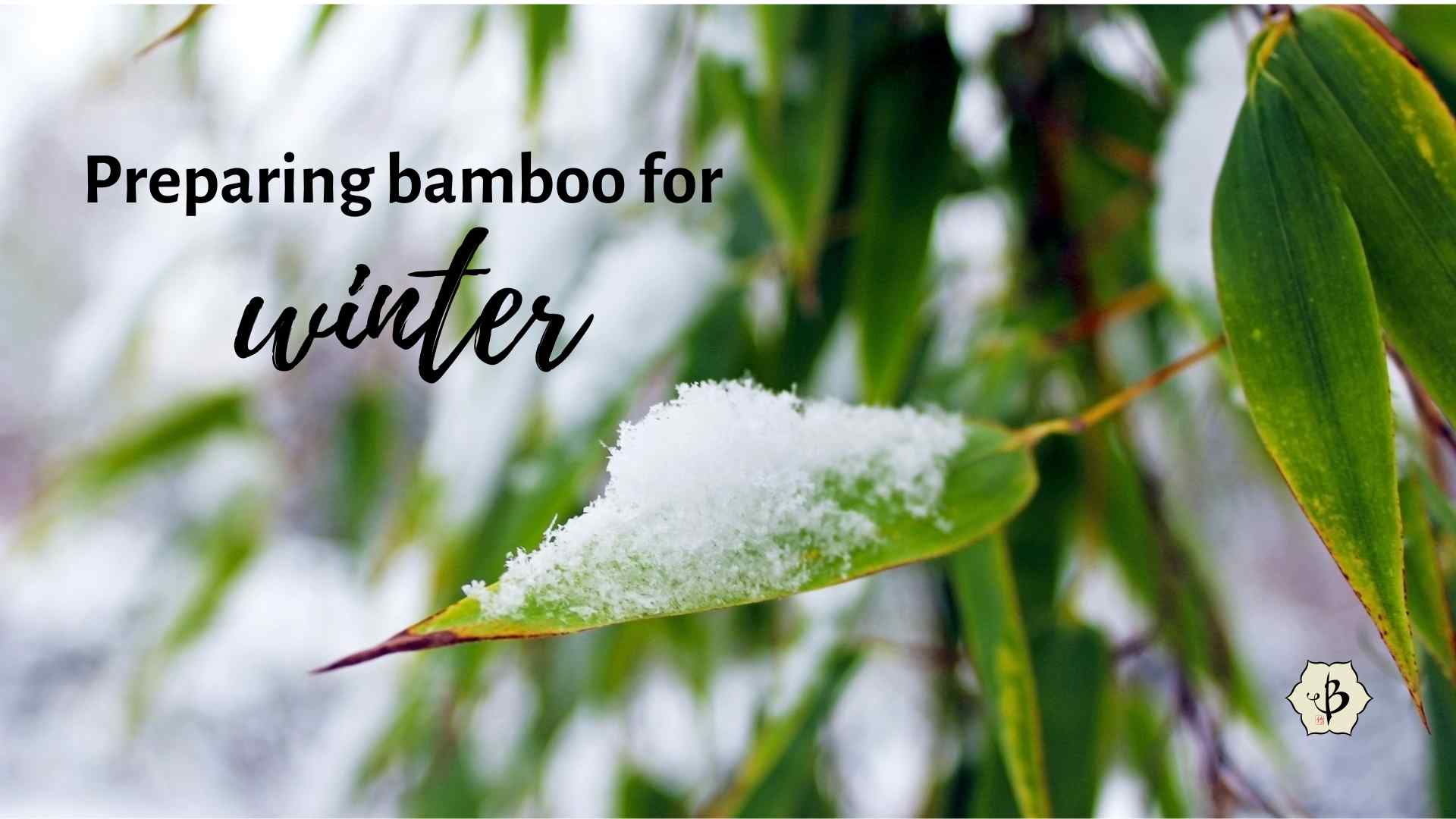 Preparing bamboo for winter - Bambu Batu