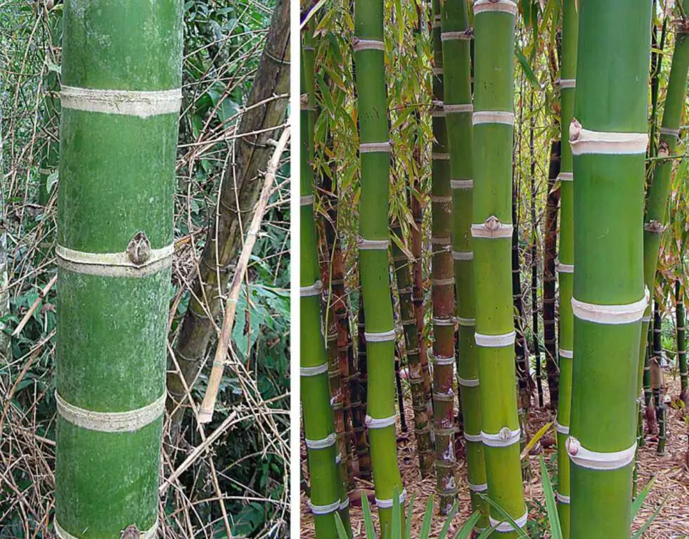 Genus Guadua: Giant neotropical bamboo - Bambu Batu