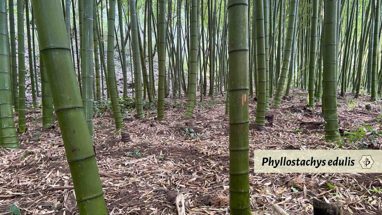 Running bamboo: Why must you run? - Bambu Batu