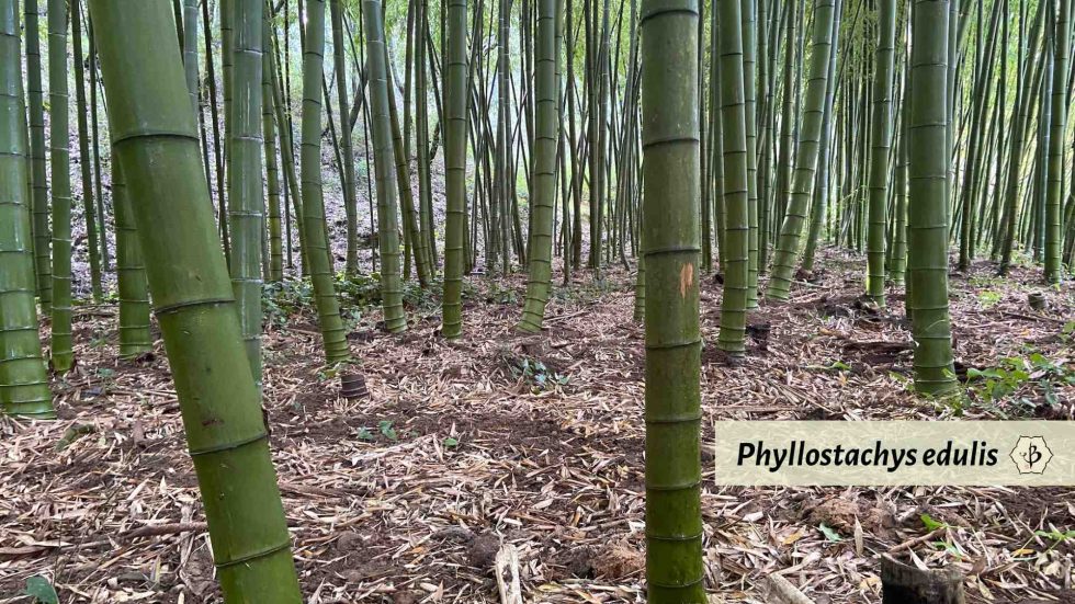Running bamboo: Why must you run? - Bambu Batu