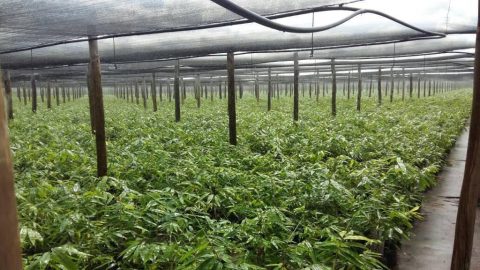 3 Ways of propagating bamboo and one is pretty easy - Bambu Batu