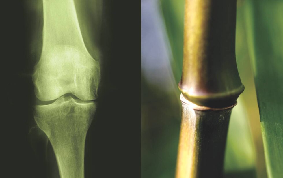 Bamboo node and femur joint | Bambu Batu