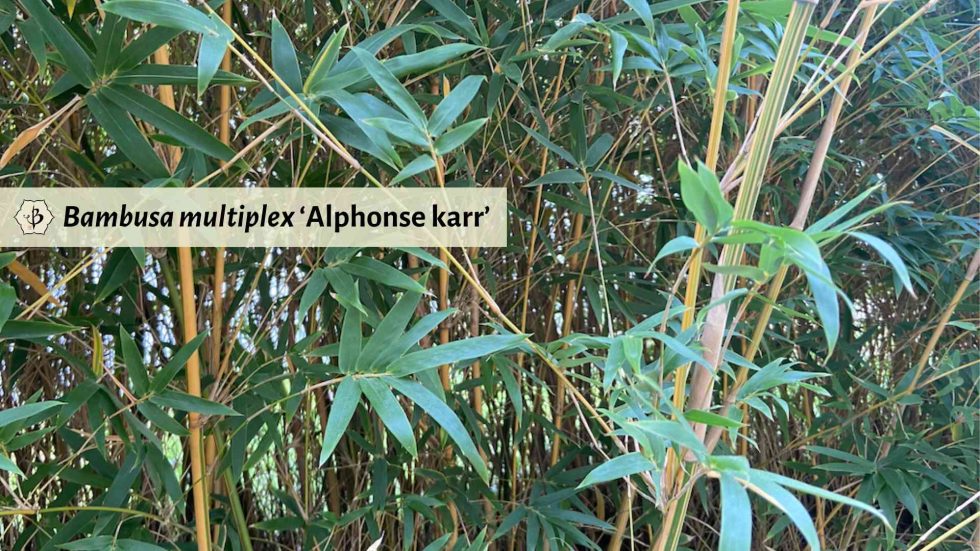 Bambusa malingensis: Seabreeze bamboo and windbreak varieties - Bambu Batu
