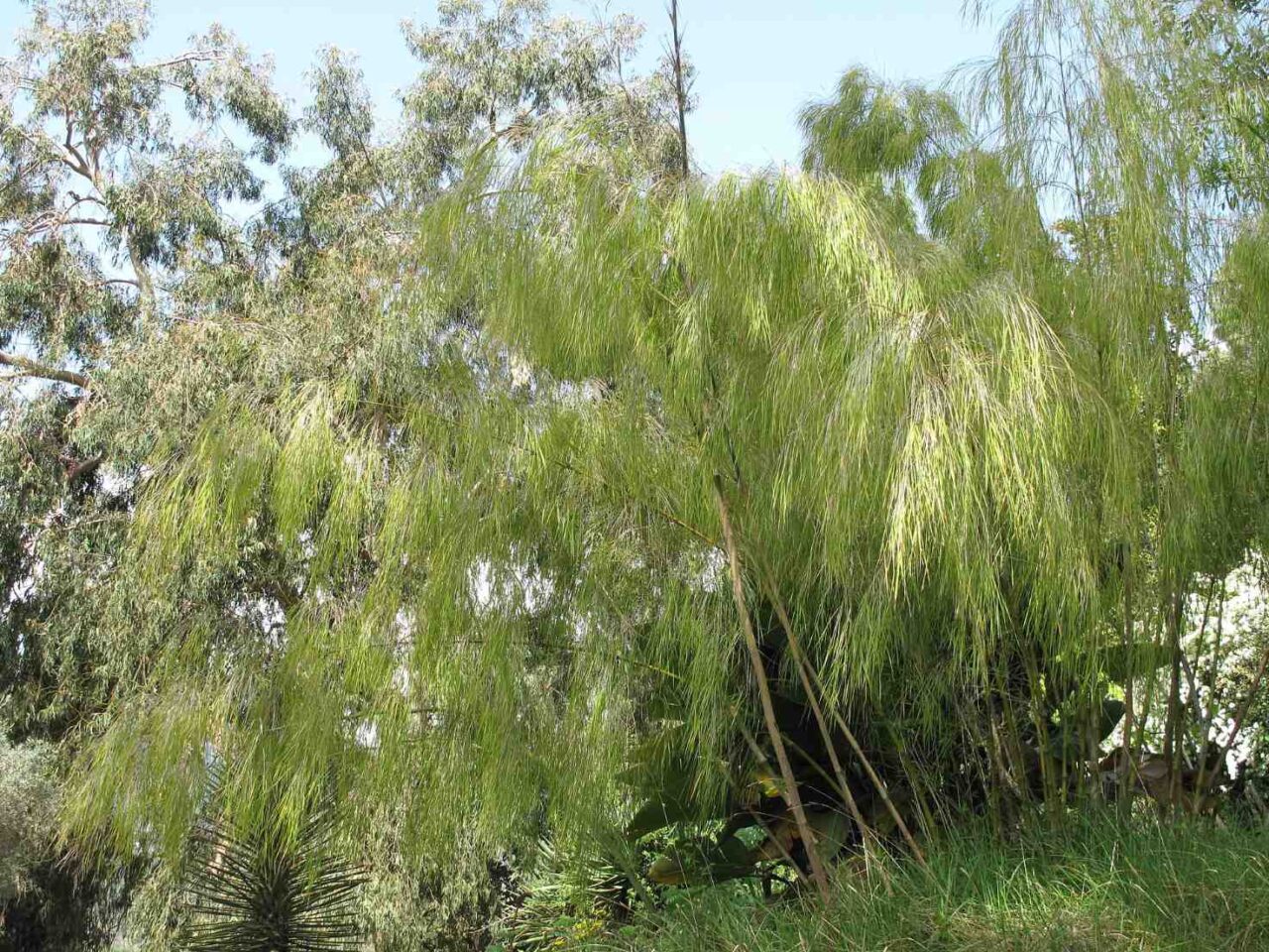 Clumping Bamboo: The Best Non-Invasive Bamboo Species - Bambu Batu