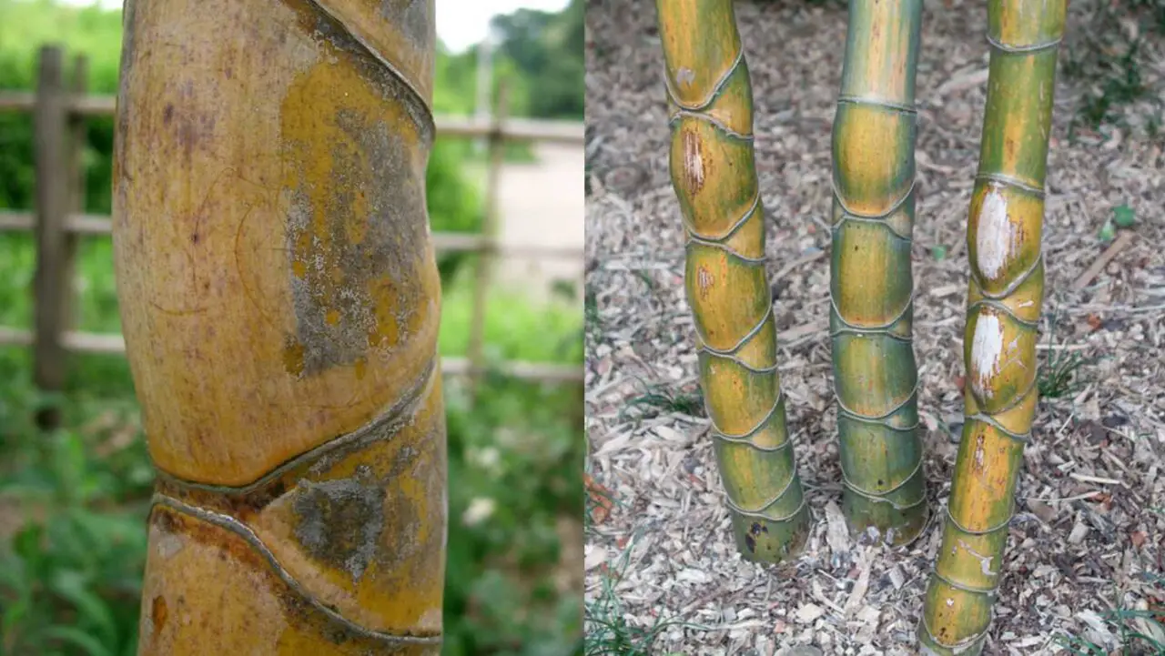 Tortoise Shell Bamboo: Phyllostachys edulis Heterocycla - Bambu Batu