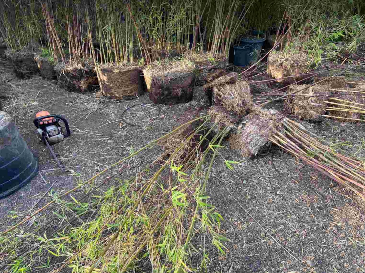 3 Ways of propagating bamboo and one is pretty easy - Bambu Batu