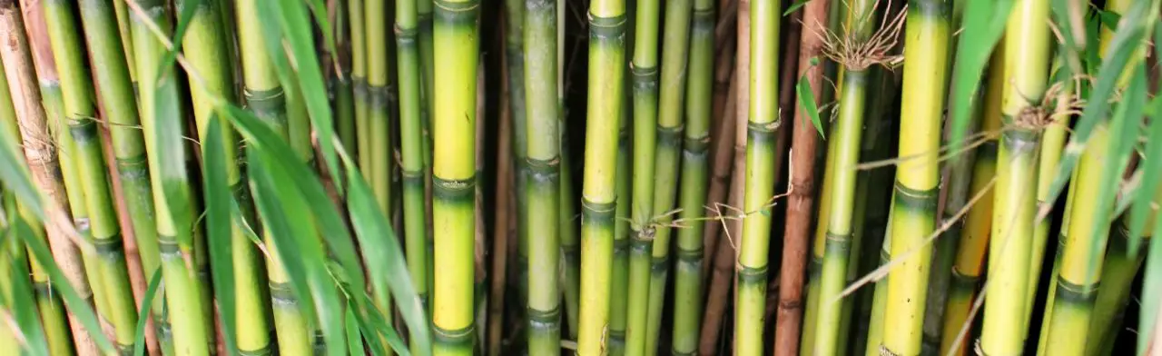 Bamboo in Texas: More than you can shake a stick at - Bambu Batu