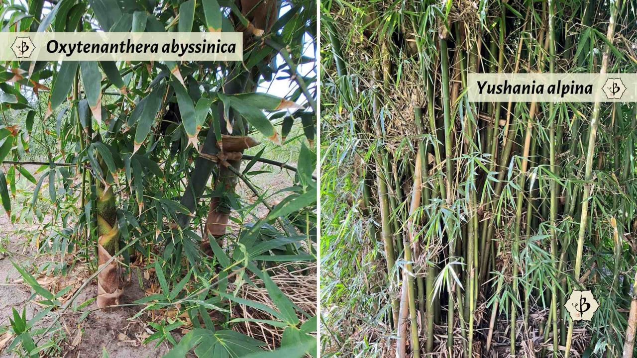 The Ultimate Bamboo Species Directory - Bambu Batu