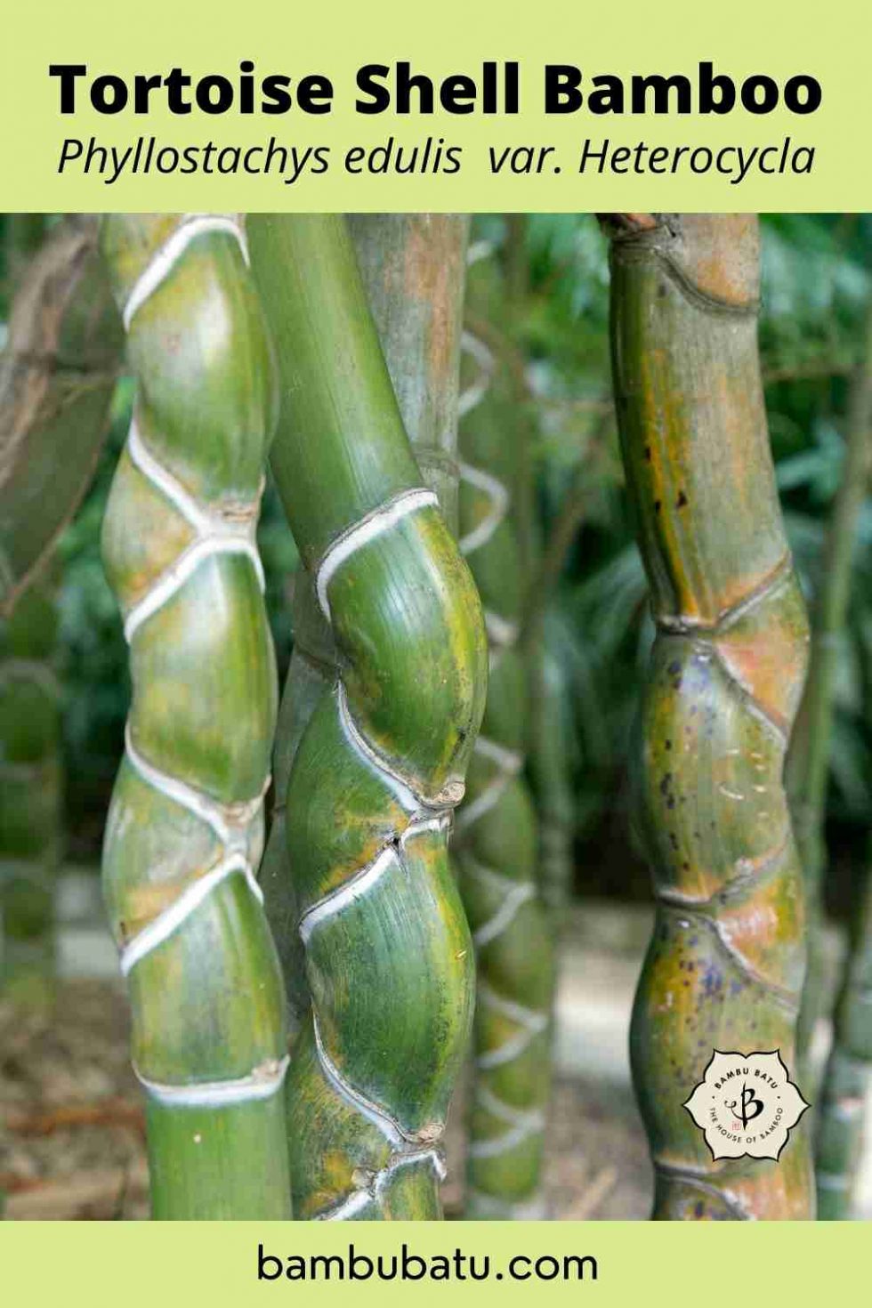Tortoise Shell Bamboo: Phyllostachys edulis Heterocycla - Bambu Batu