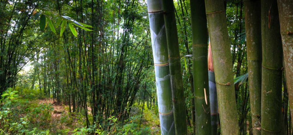 Bamboo in Africa: A green bounty - Bambu Batu