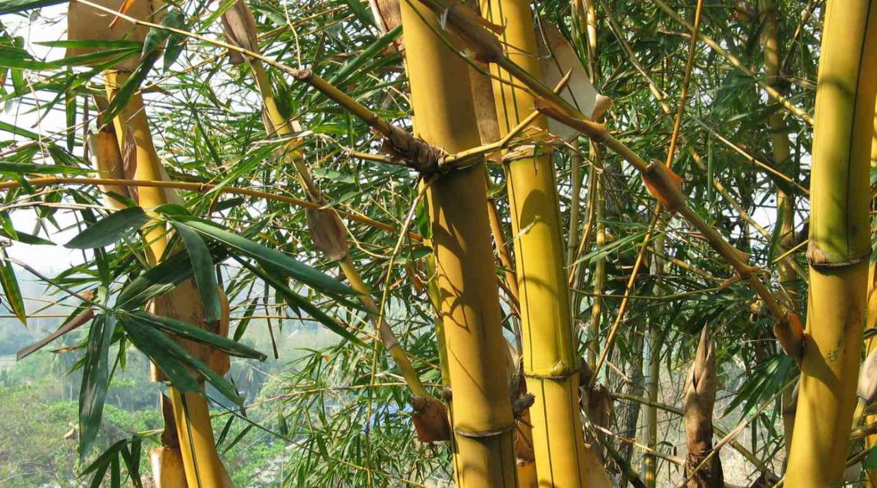 Bambusa vulgaris 'Vittata': Painted Bamboo - Bambu Batu