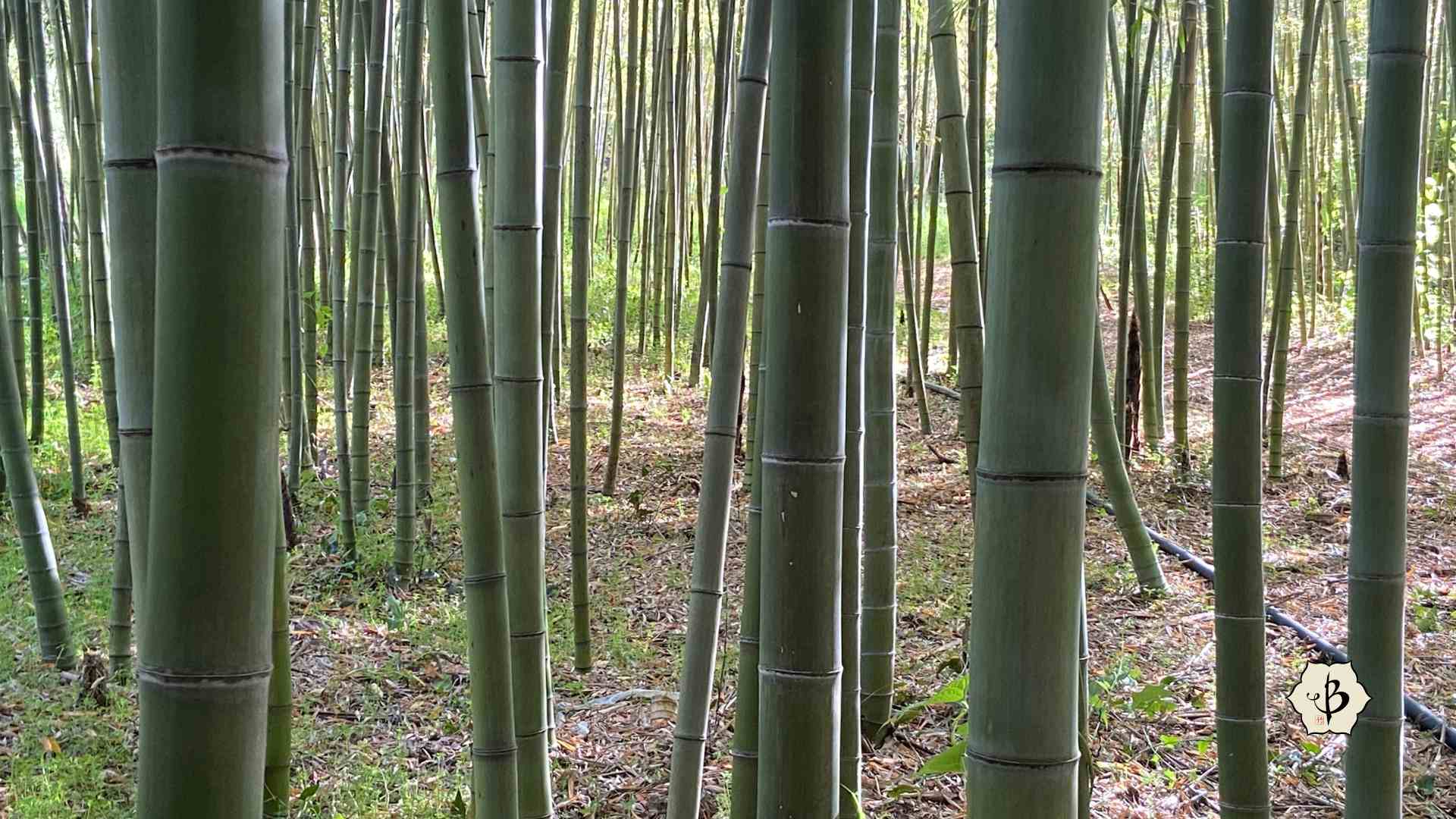 Bamboo and Reforestation: 10 Rules to remember - Bambu Batu