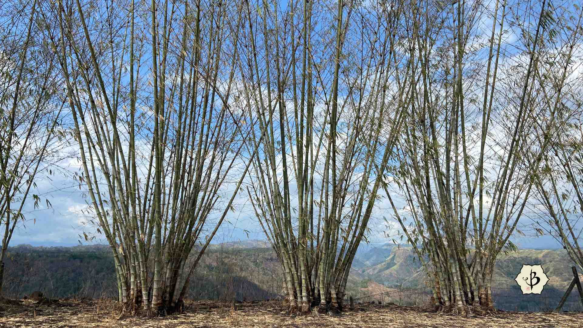 Bamboo in the Philippines: Indigenous Abundance - Bambu Batu