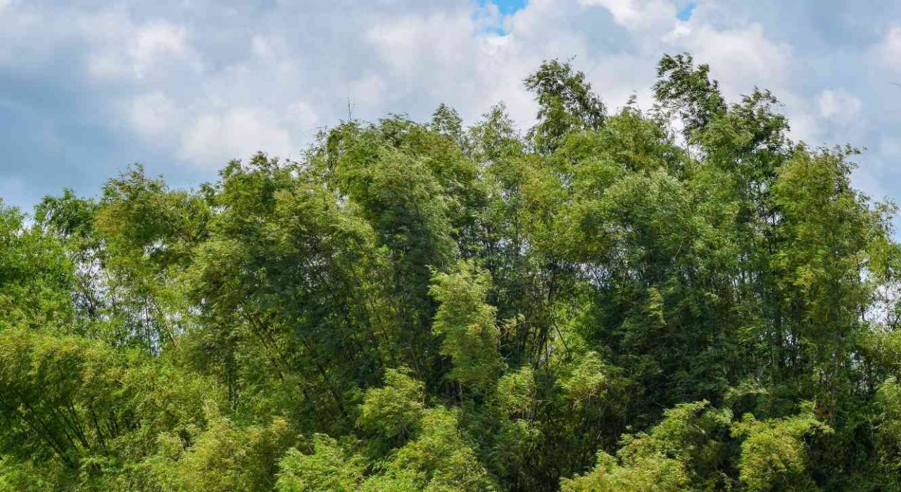 Bamboo in the Philippines - Bambu Batu
