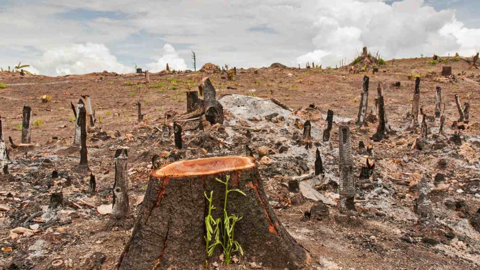 Uses and Benefits of Bamboo Charcoal and Biochar - Bambu Batu