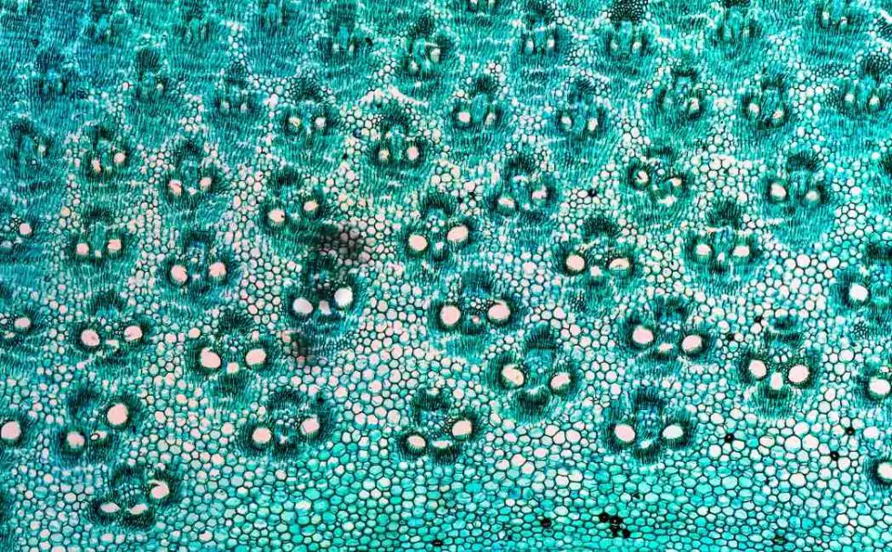 Bamboo micropropagation with tissue culture - Bambu Batu