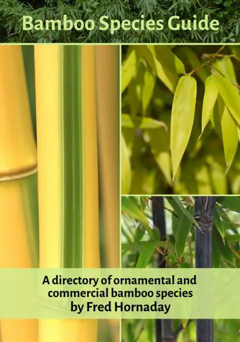 15 Cold Hardy Bamboos for Snowy Climates | Bambu Batu